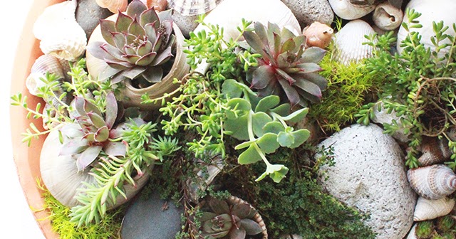 alisaburke: sea shell garden