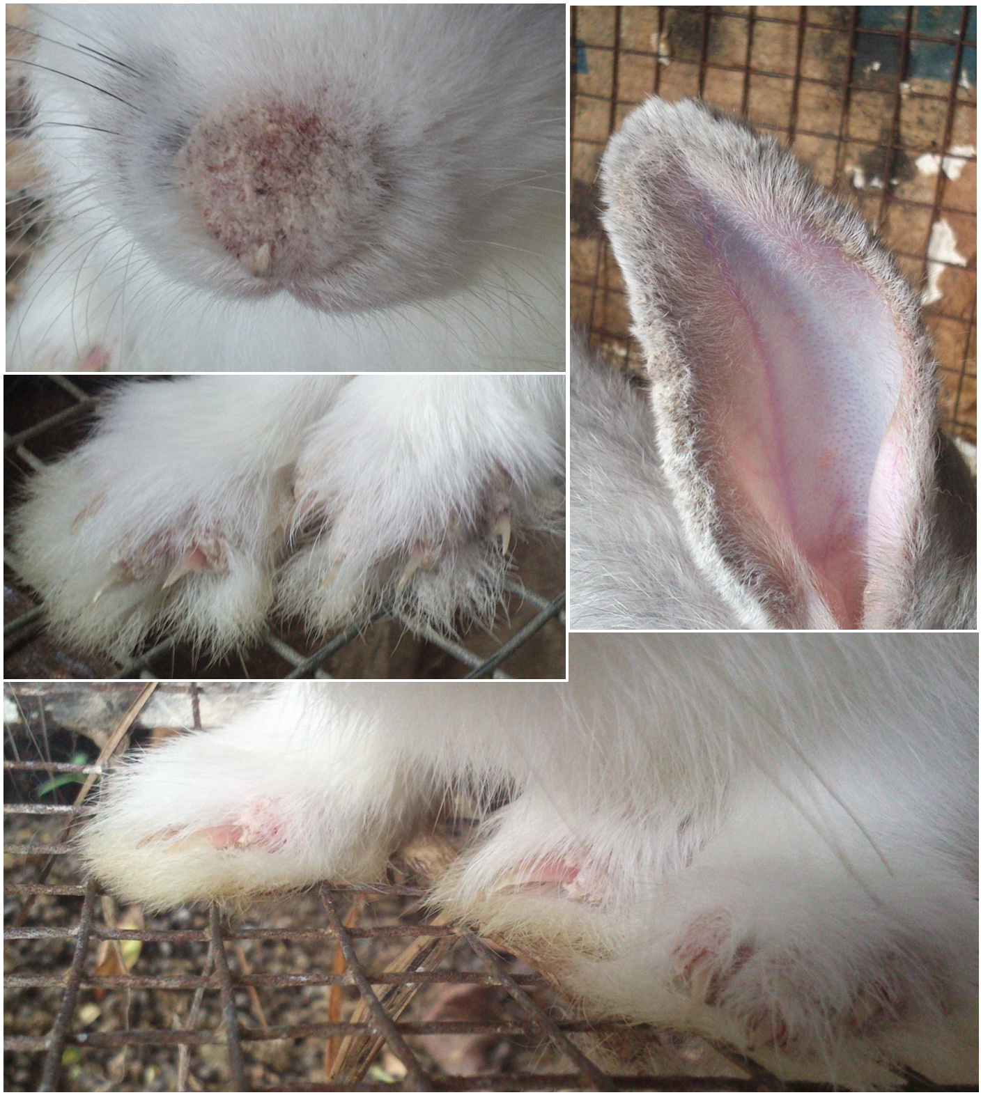 RingVille Rabbitry, Arnab Daging, Jasin Melaka, : Menginject Arnab Kurap