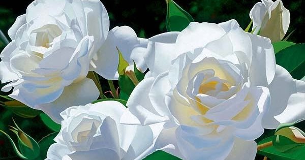 Terkeren 11+ Bunga Mawar Putih Murah - Gambar Bunga Indah