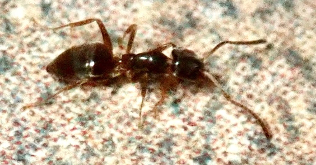 Springfield Plateau: Odorous ants