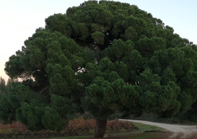 BlogDosForninhenses: Pinheiro manso - Uma raridade em Forninhos