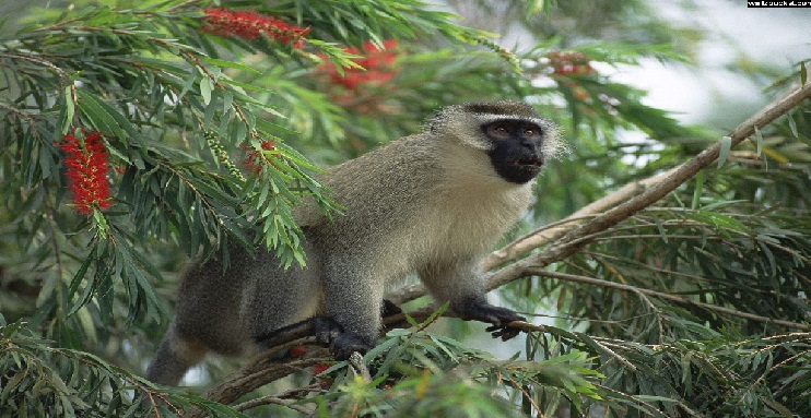 I Love Animals: 2011-08-07