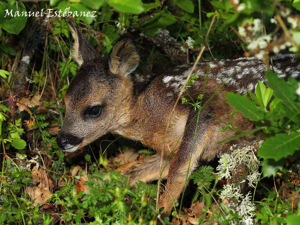 Quedada Natural: Corzo (Capreolus capreolus)