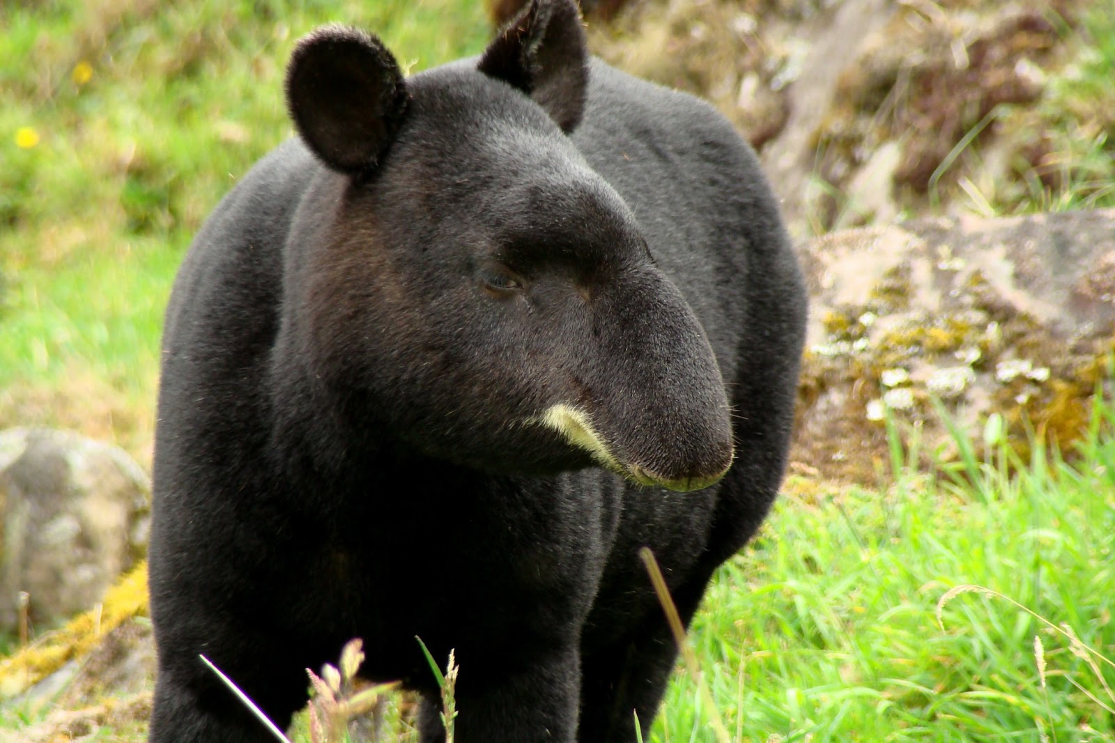 Mamifero (Dantas o Tapires) en peligro de extinción