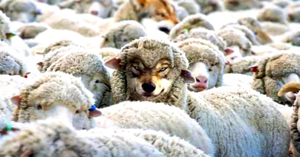 GODLY PERSPECTIVES: WOLVES IN SHEEPS CLOTHING
