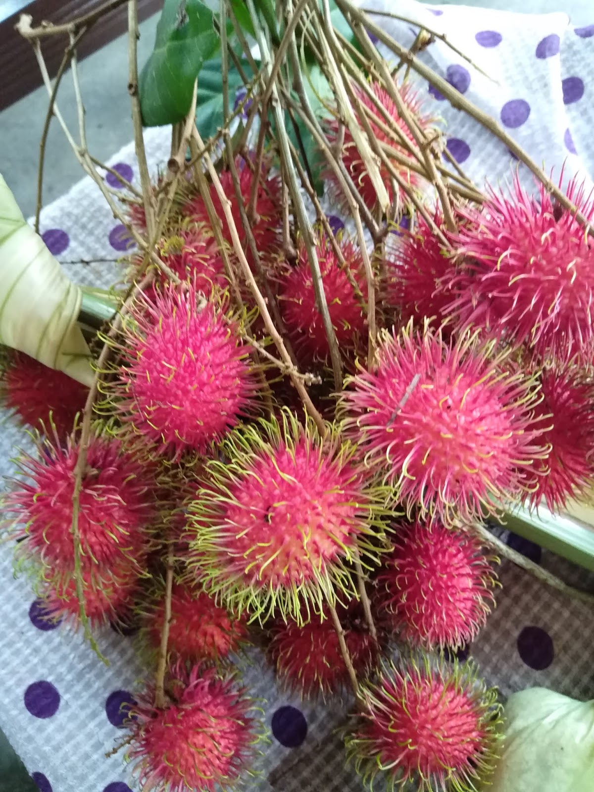 namakucella: RAMBUTAN BIJI @ RAMBUTAN HUTAN