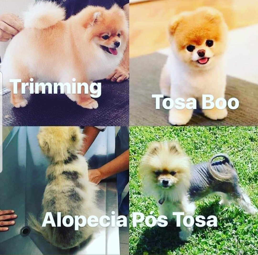 Tosa Boo - Valentis Oberon