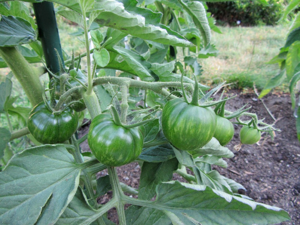 Pacific Northwest Gardener: Fruit, Fruit, and More Fruit