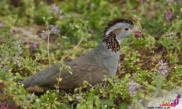 معلومات عن الحجل المغربي,Perdrix Gambra,Alectoris Barbara,Barbary Partridge