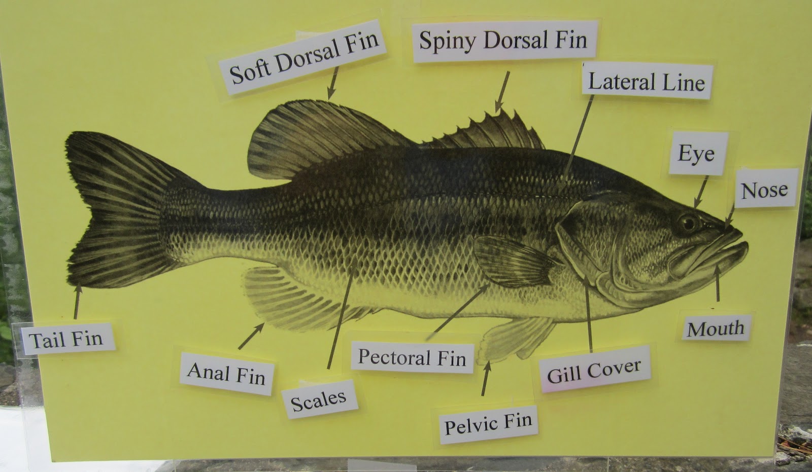 Harvest Moon by Hand: Introduction to Fish