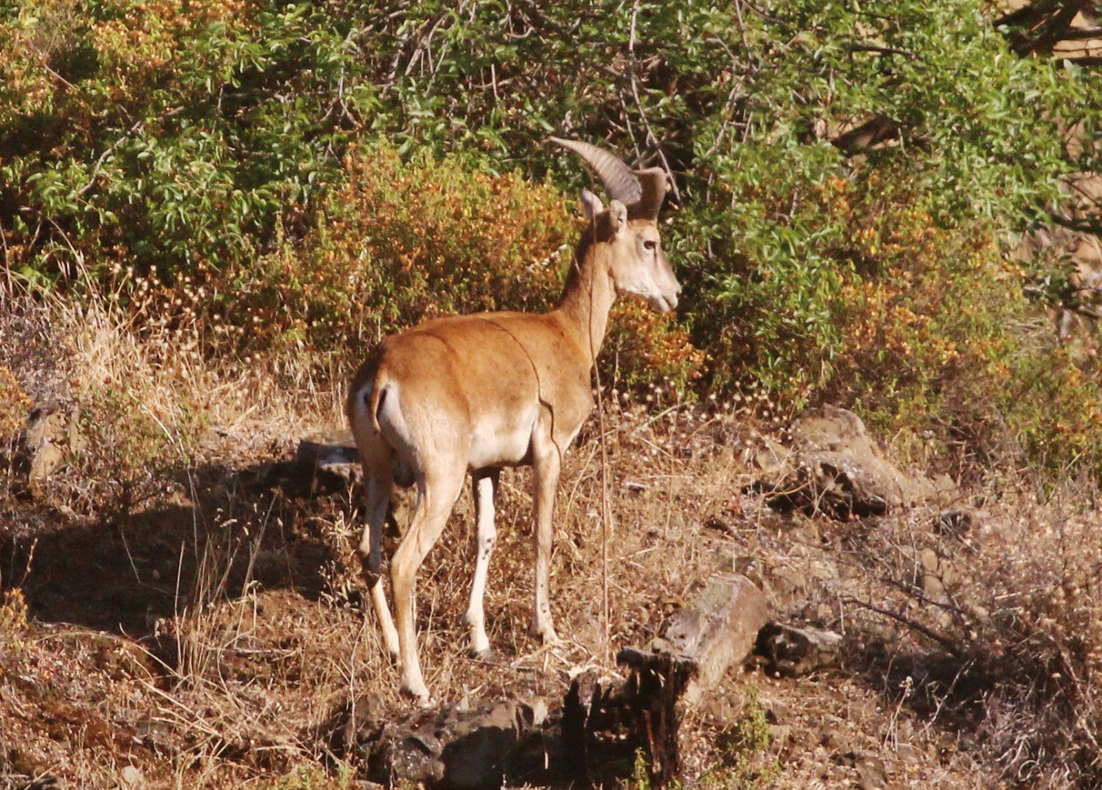 Mammals of Cyprus - Τα θηλαστικά της Κύπρου by George Konstantinou ...