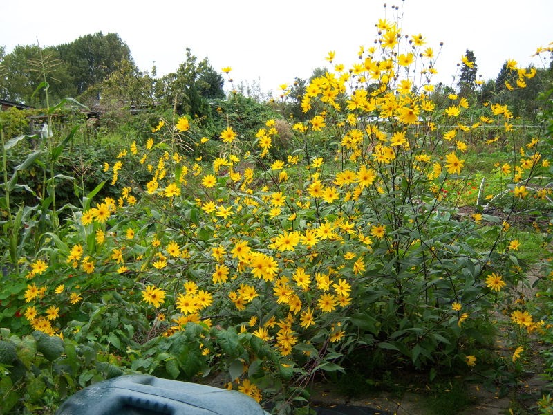 No Budget Kas Dordrecht: Grow your Own, Aardpeer!