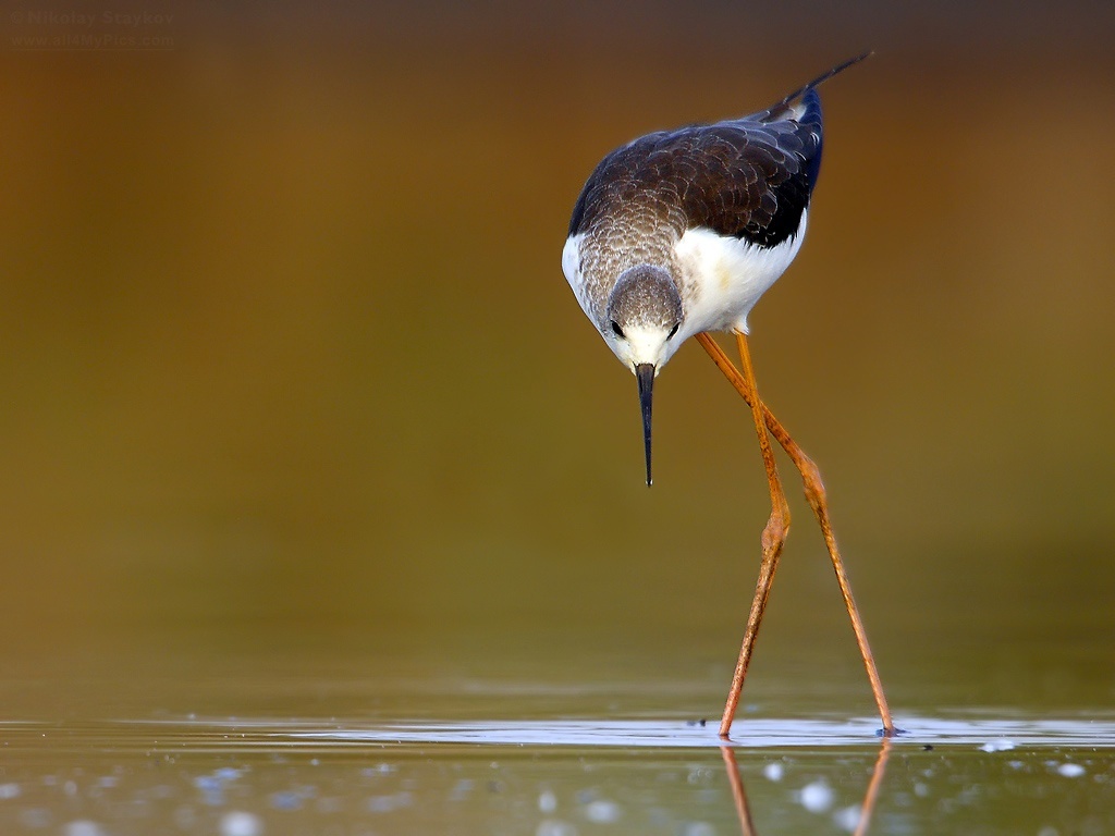 TVL: Ave da semana - Pernilongo