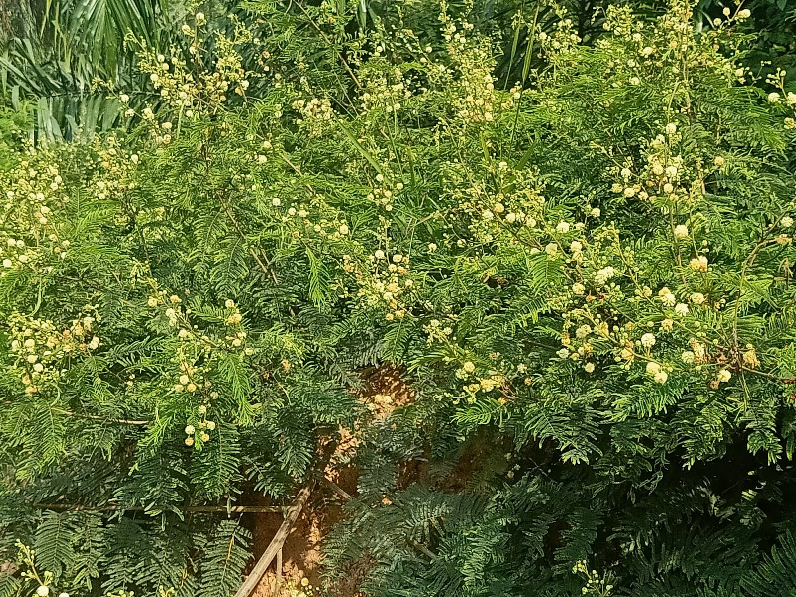 Ongzi's SecretGarden: Acaciella angustissima