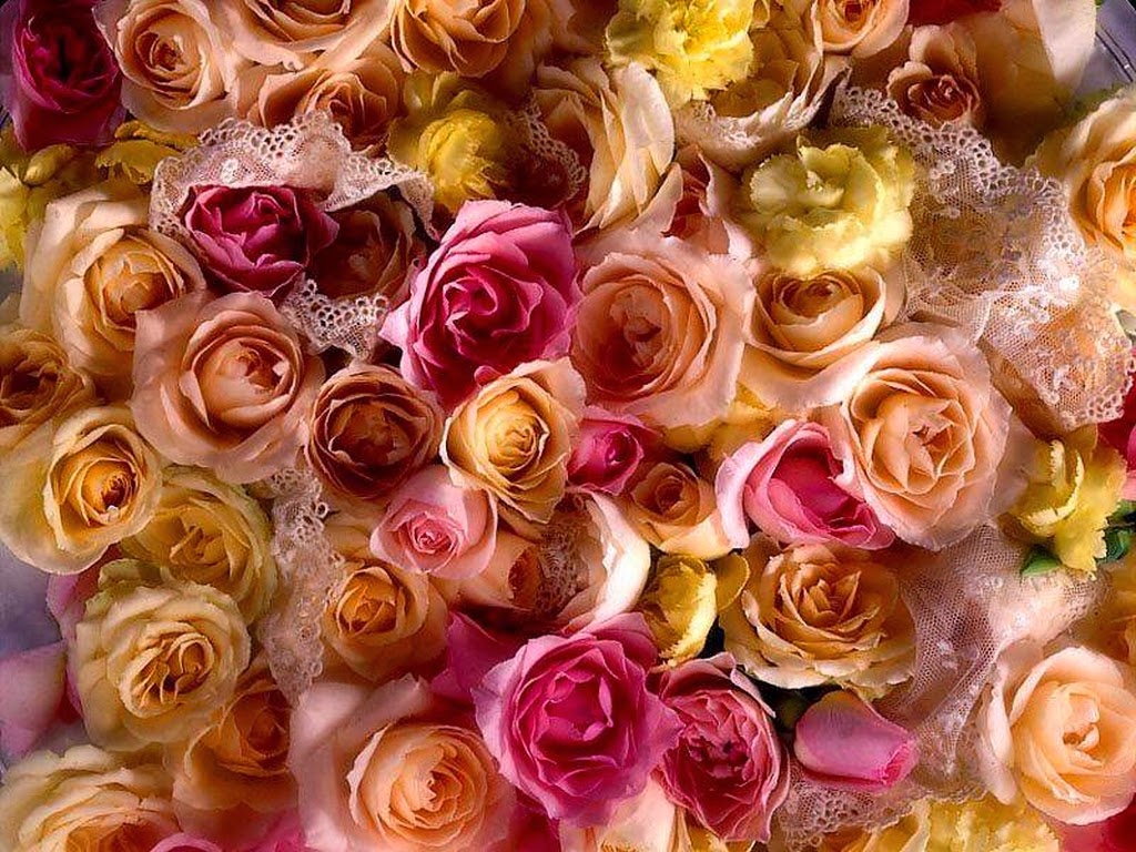 Beautiful Roses HD wallpapers HD Wallpapers Download