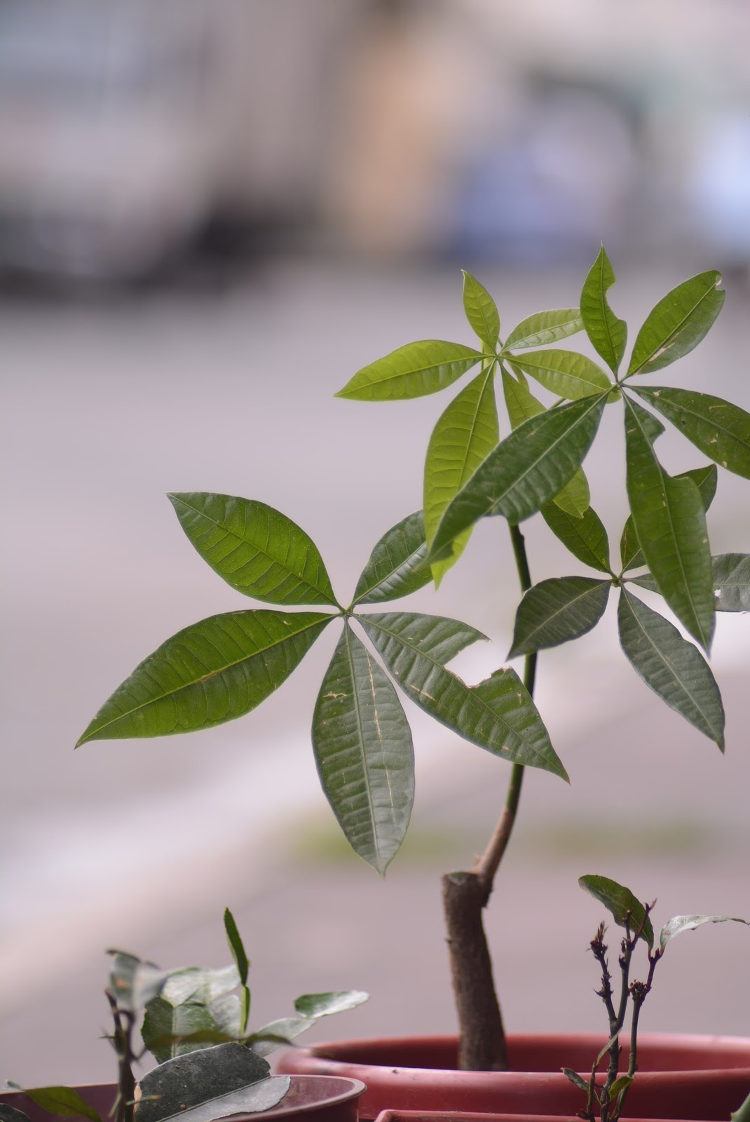 GARDENING: Money Tree 'Pachira aquatica' (aka 'Wild Cocoa' or 'Guiana ...