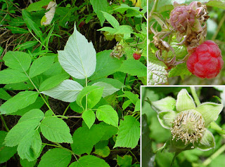 Escorniflaire: Que no ens donin aranyons per nabius!