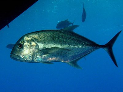 False Trevally - Fishes