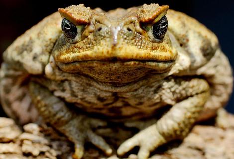 Cane Toad