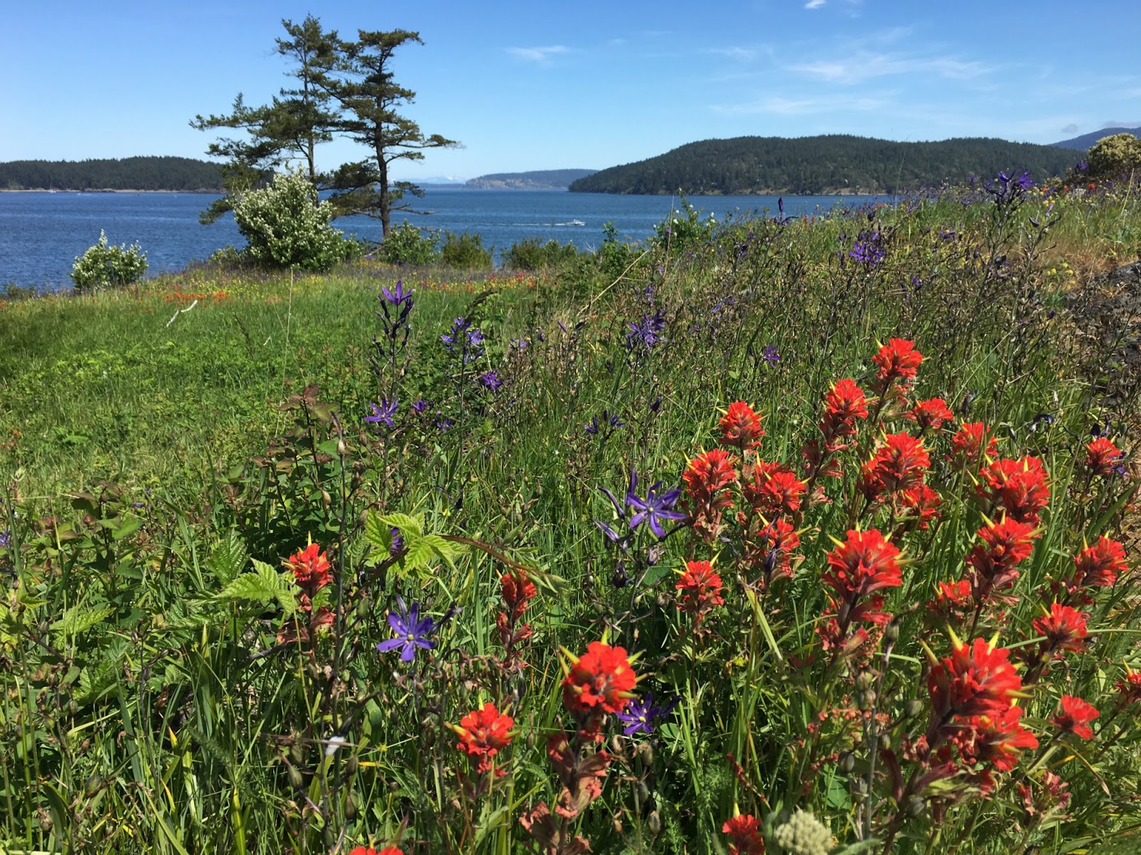 Gravel Beach: Yellow Island