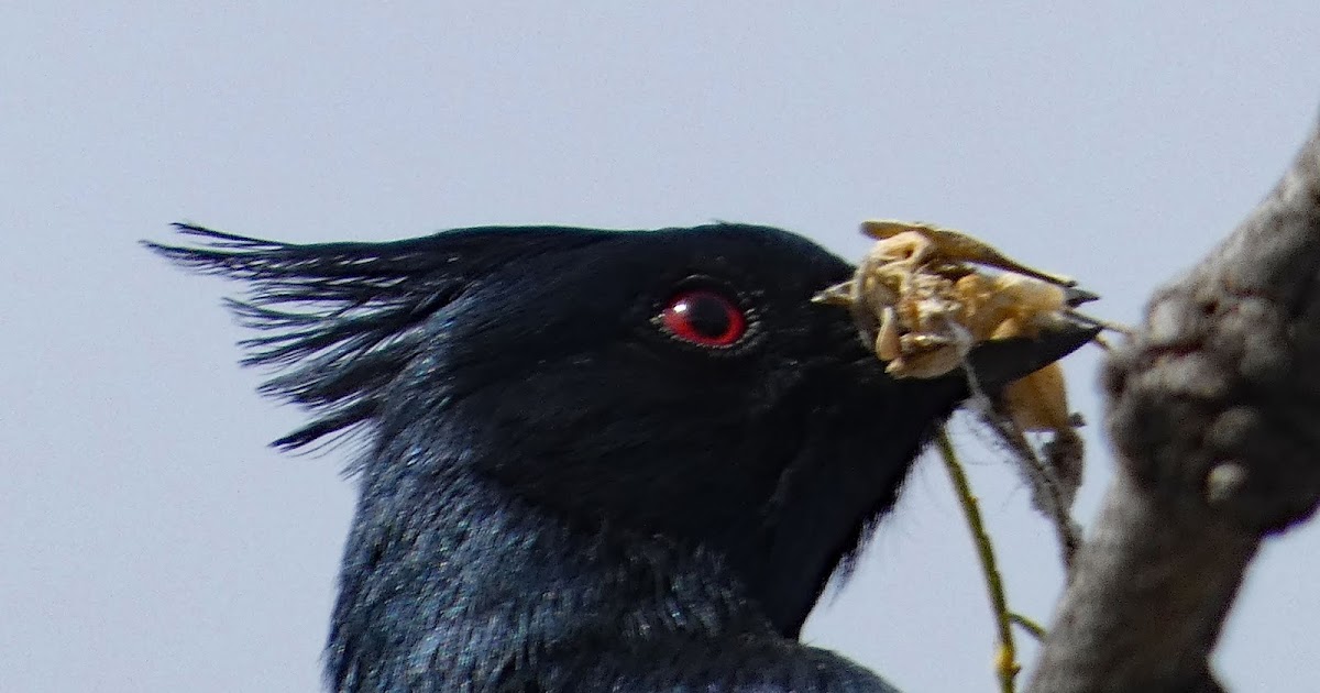 Surdut Art for the Mind & Body: No such bird as a black cardinal