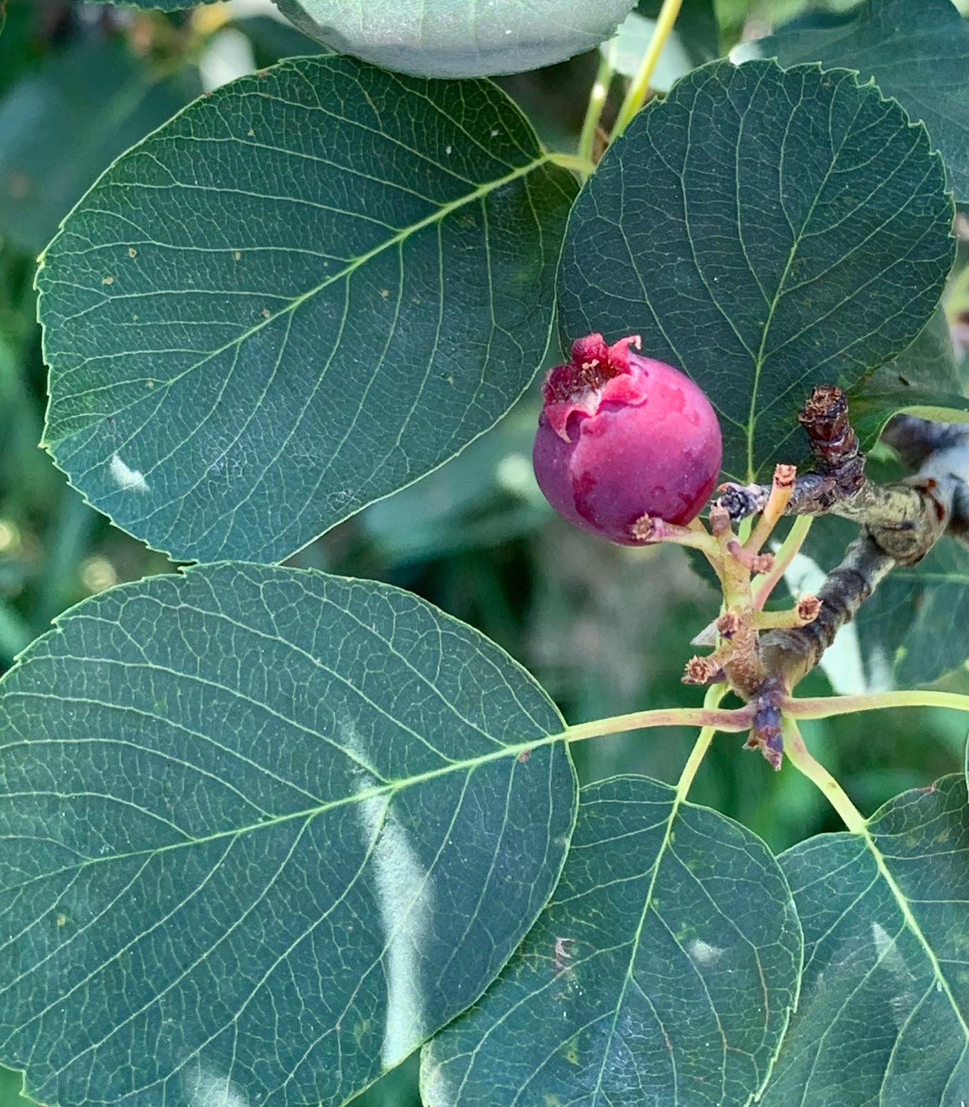 Red House Garden: Juneberries