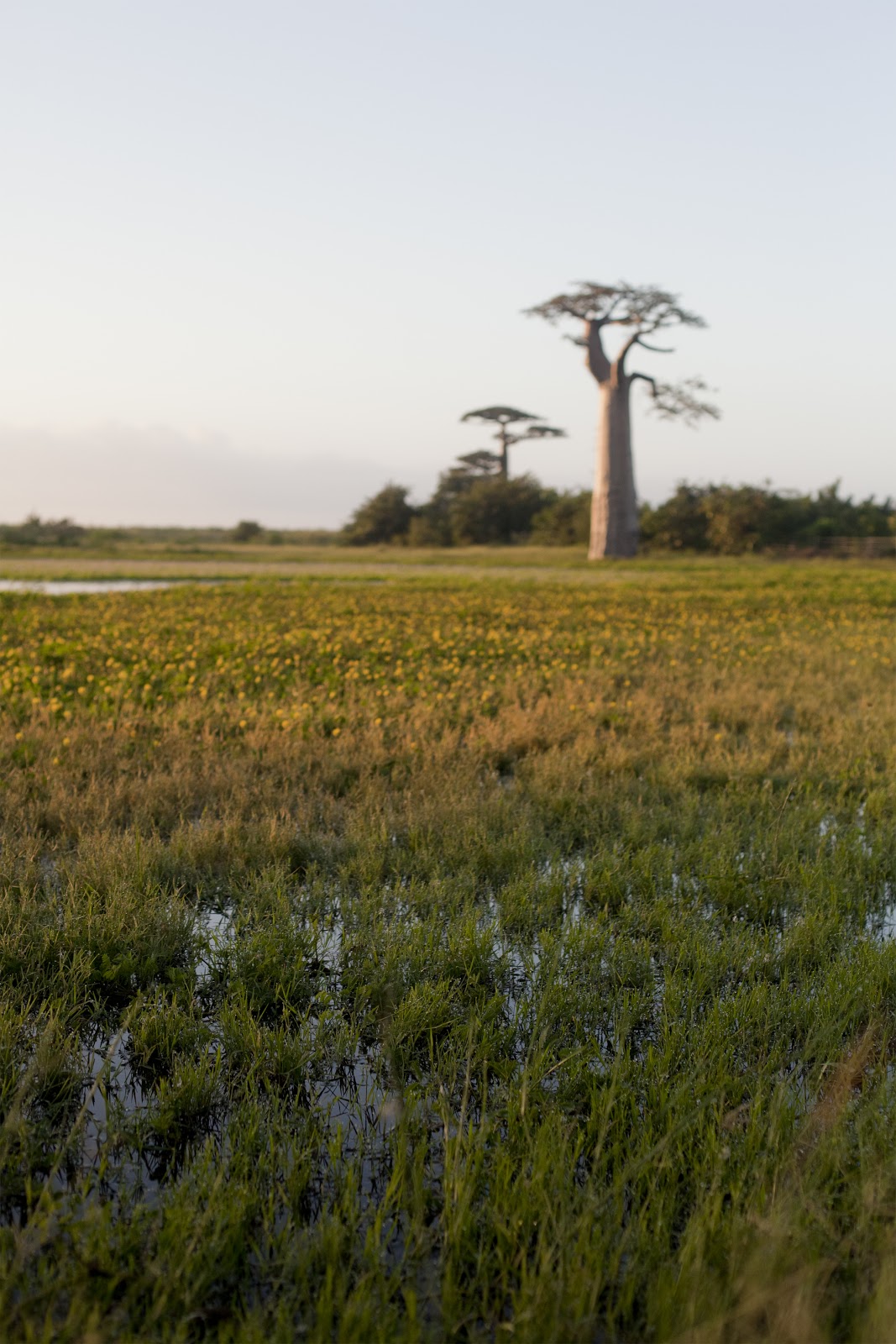 Portraits of the Planet: Madagascar: Baobab Love