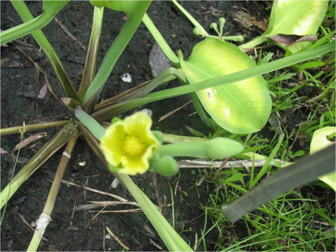 Kimeni's Blog: Genjer