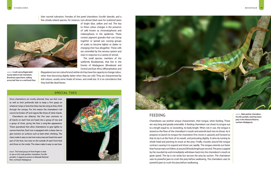 THE BIRDBOOKER REPORT: New Title