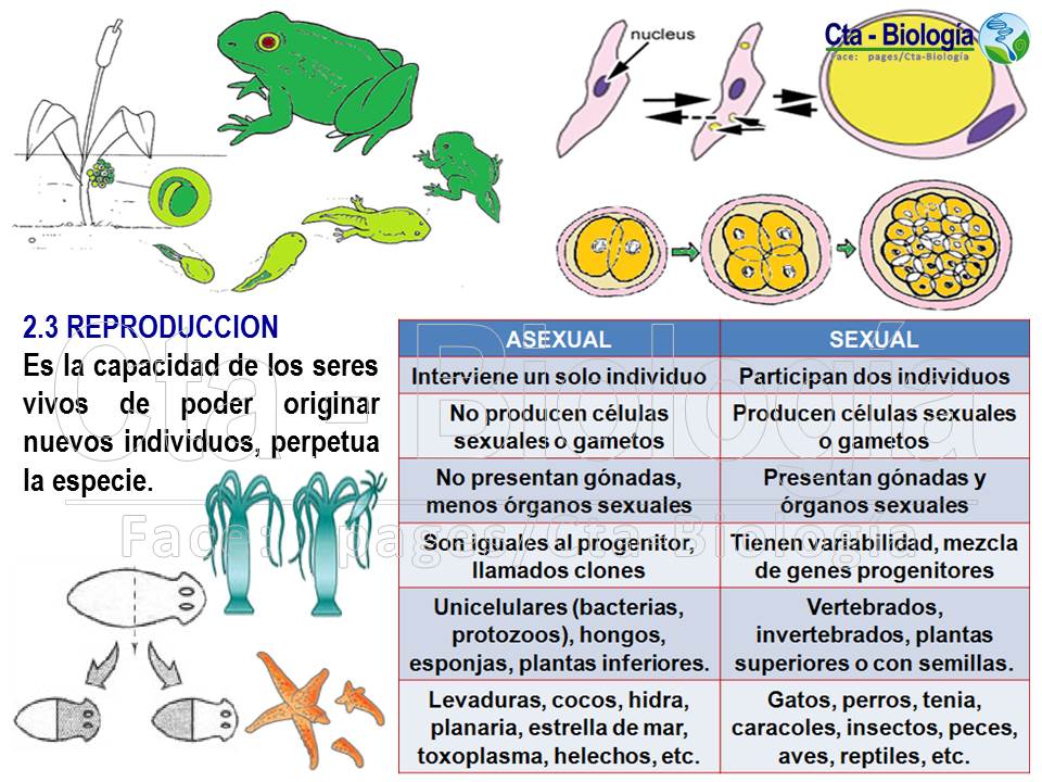 Biología didáctica: NSC 4° BIO - Ser Vivo