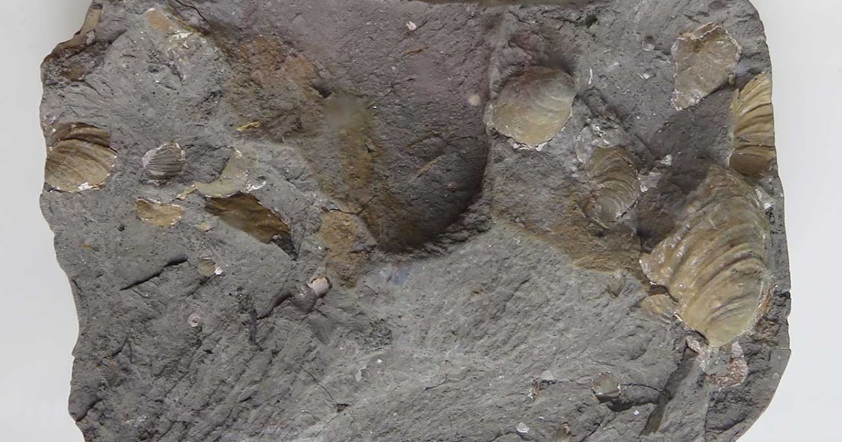 Louisville Fossils and Beyond: Inoceramus concentricus Clam Fossils