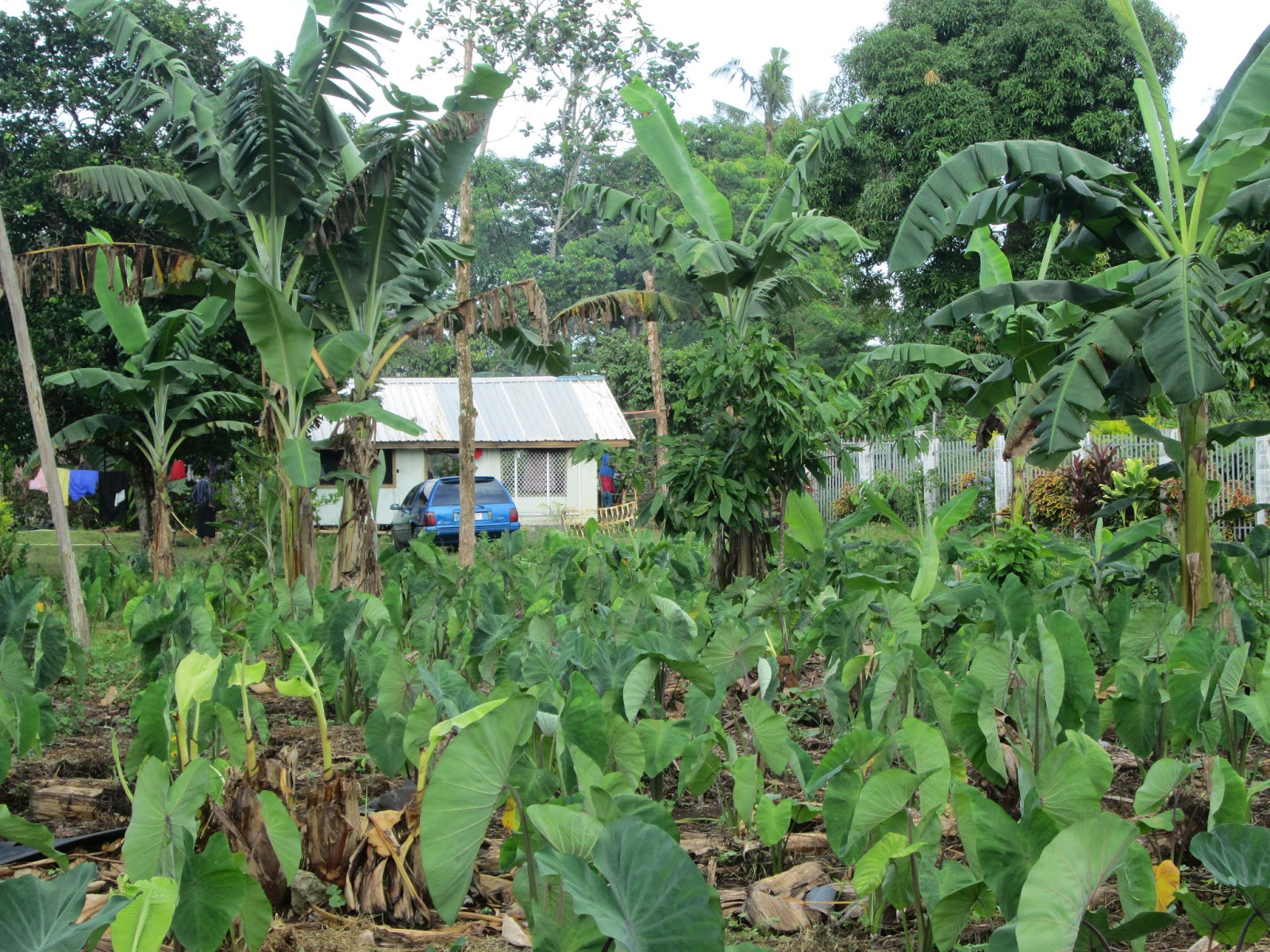Garden Notes from Hawaii: Samoan Food Gardens