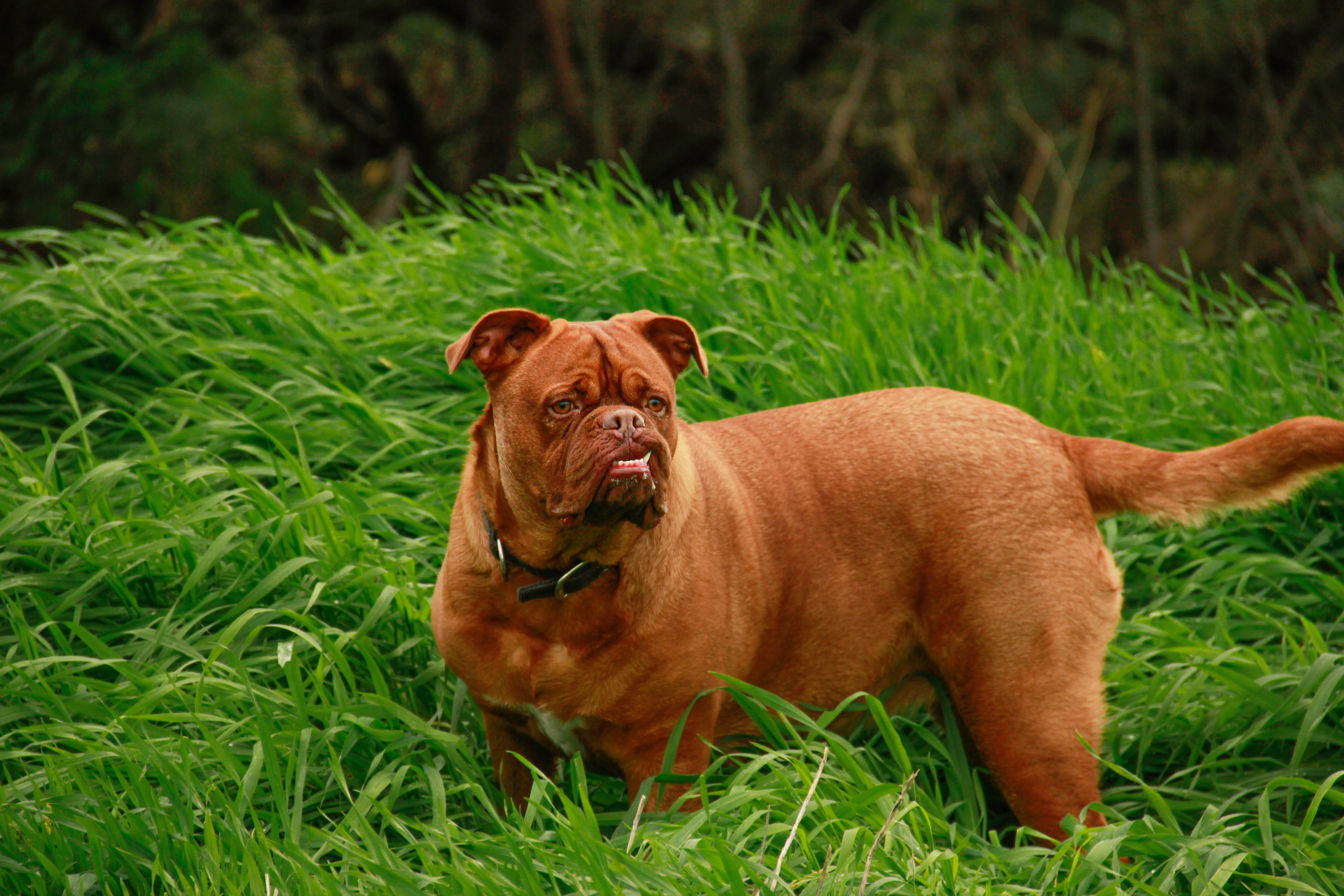 ALL ABOUT FRENCH MASTIFF