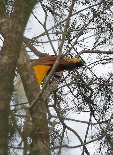 Alfred Wallace and the Papuan Birds of Paradise