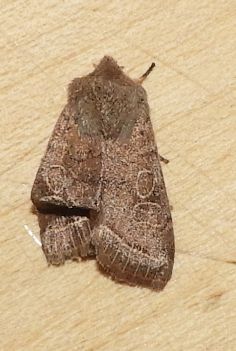 Ceredigion Moths: Common Quaker