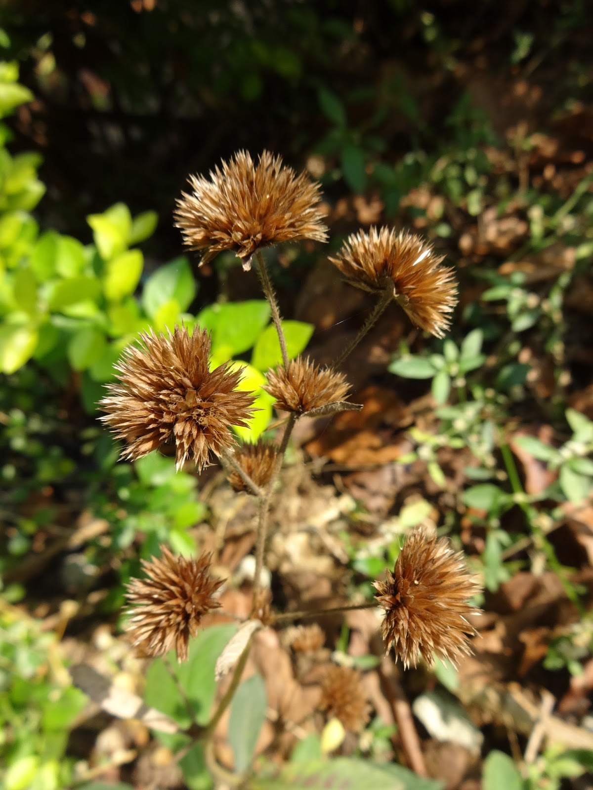 Elephantopus scaber, Elephantopus mollis Elephantopus tomentosus ...