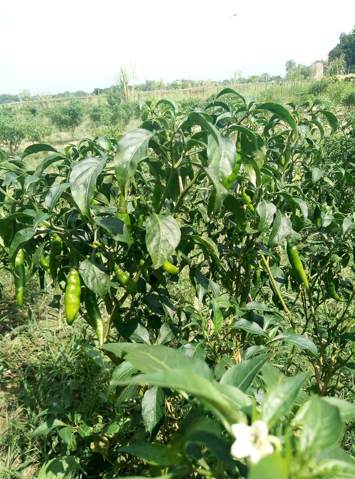 Photos of chilli, tree of chill, chilli photo, raw chilli Photos of ...