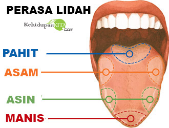 Perasa Pedas – Suara Injil