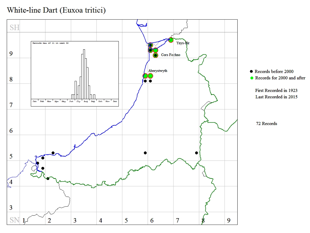 Ceredigion Moths: White-line Dart - Distribution Map
