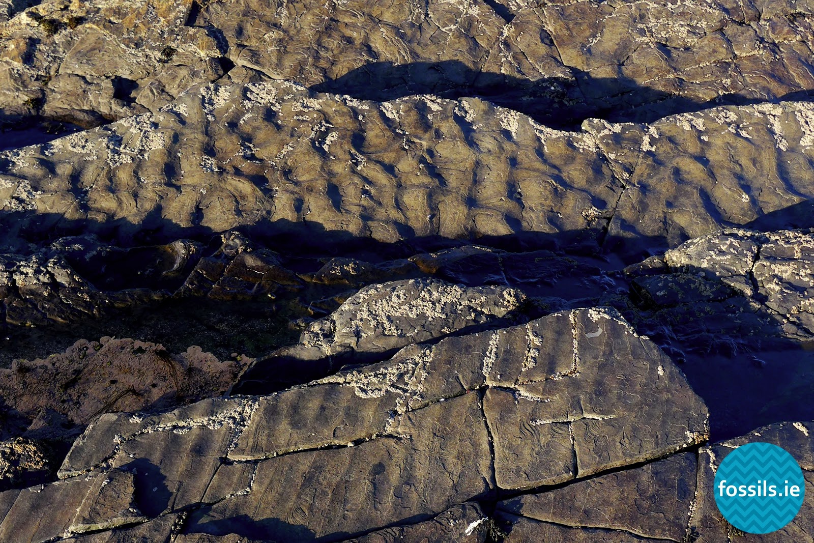 FOSSILS IRELAND: LOCATIONS