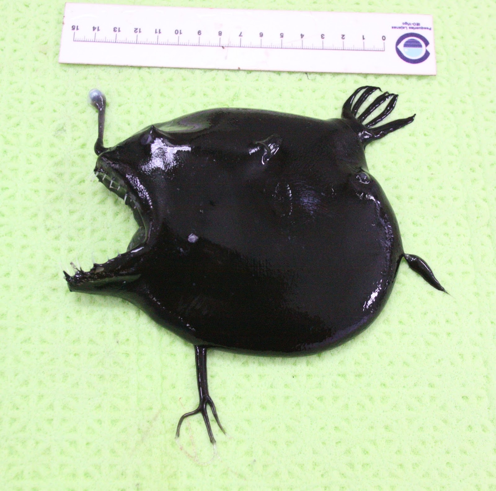 Campaña Platuxa - 3NO Survey: Madness