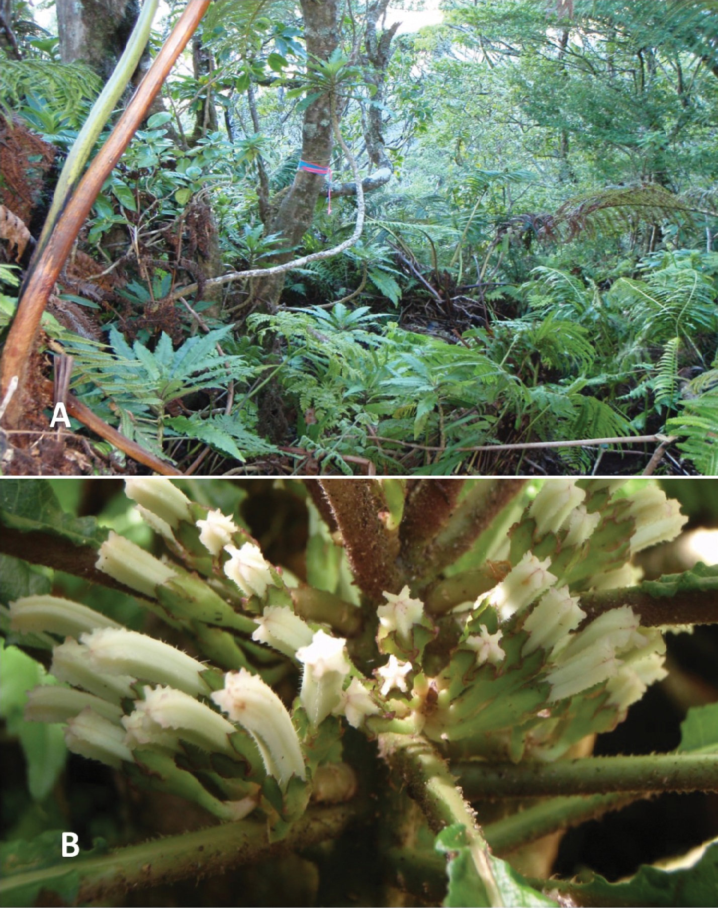 Species New to Science: [Botany • 2020] Cyanea heluensis (Lobelioideae ...