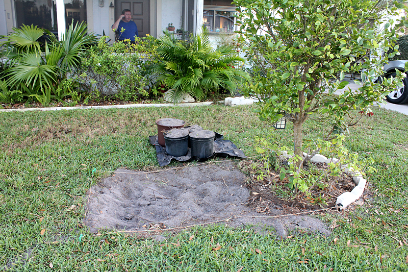 Learn-Something-New: The Seven Roses Project