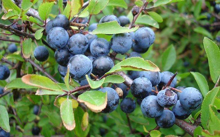 cadalso vive: las endrinas , otro fruto del otoño...