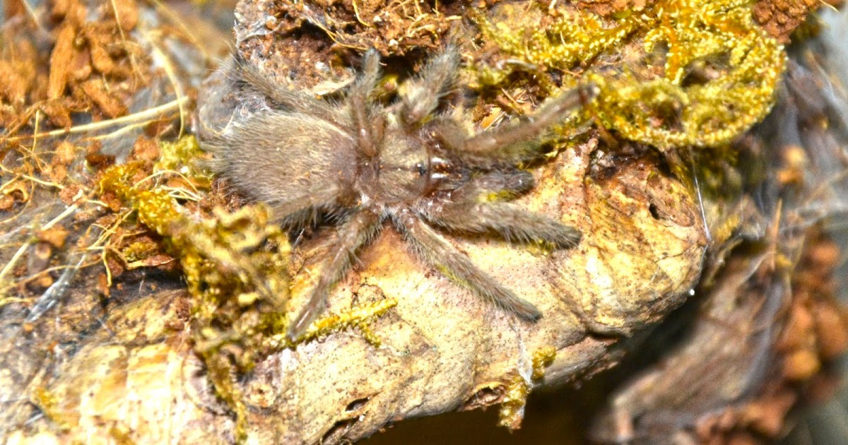 Llegan cinco tarántulas babuinas para enriquecer la diversidad ...