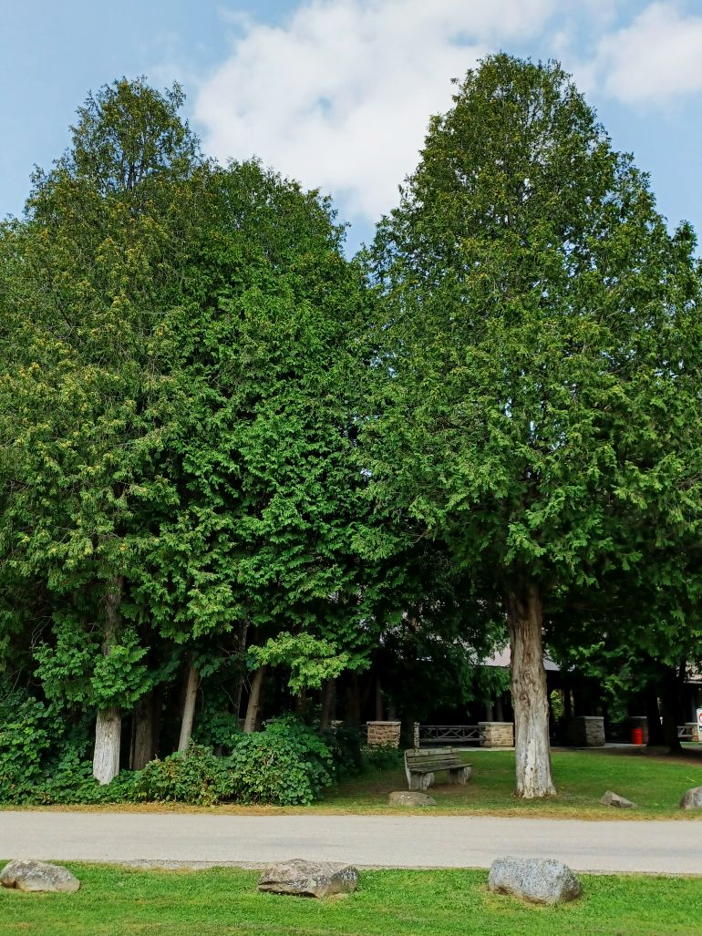 Future Plants by Randy Stewart: Thuja - Arborvitaes