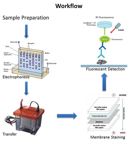 Western Blot