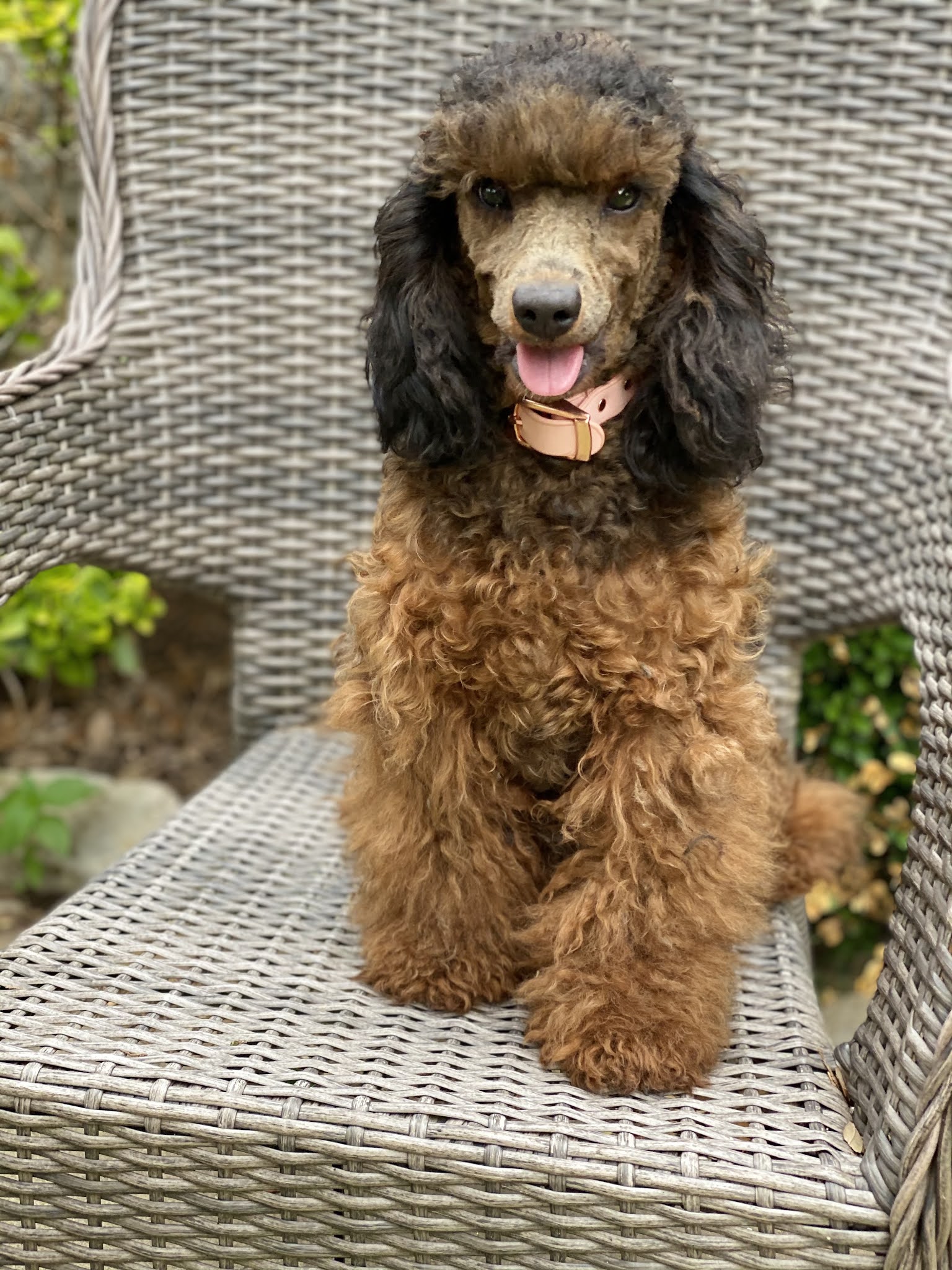 Poodle Me That..........