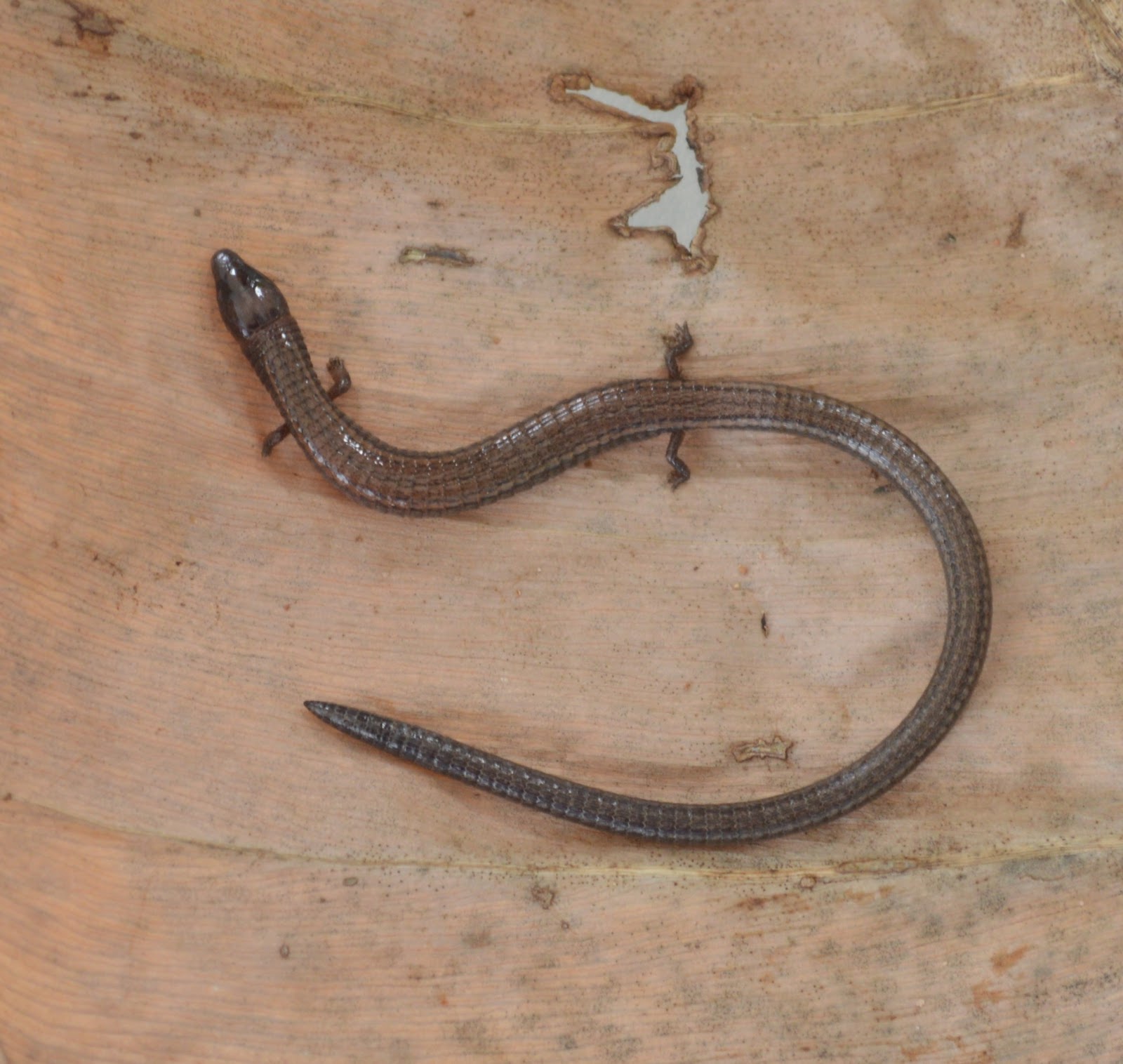 The Herpetology of Trinidad and Tobago: A lizard pretending it is dead ...