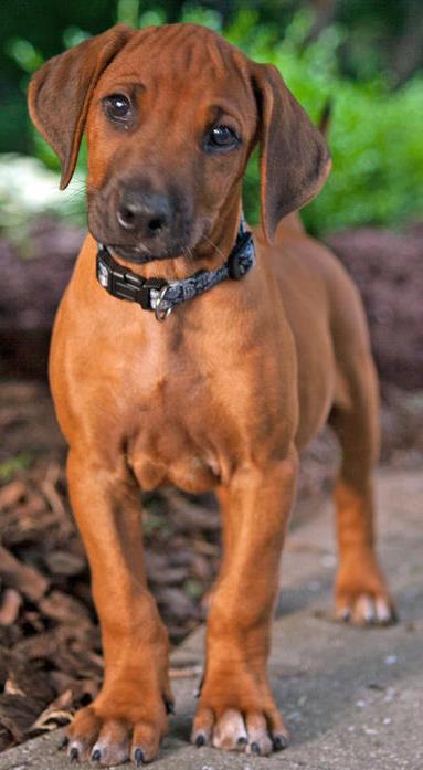 Training Rhodesian Ridgeback Puppies